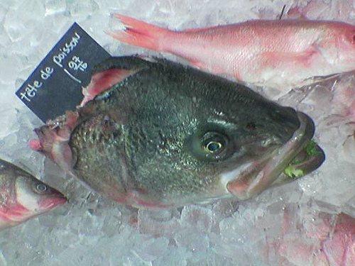 Fish Heads | Jokes of the day (19331)