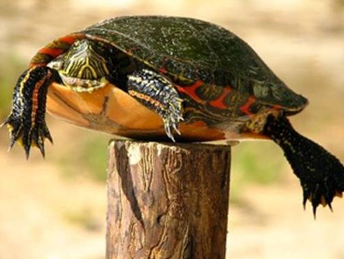 The Post Turtle | Jokes of the day (19641)