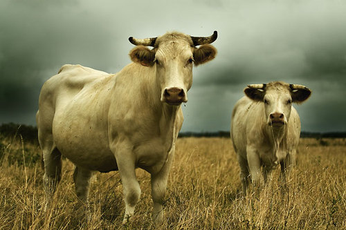 Two Cows are talking through a... | Jokes of the day (49147)